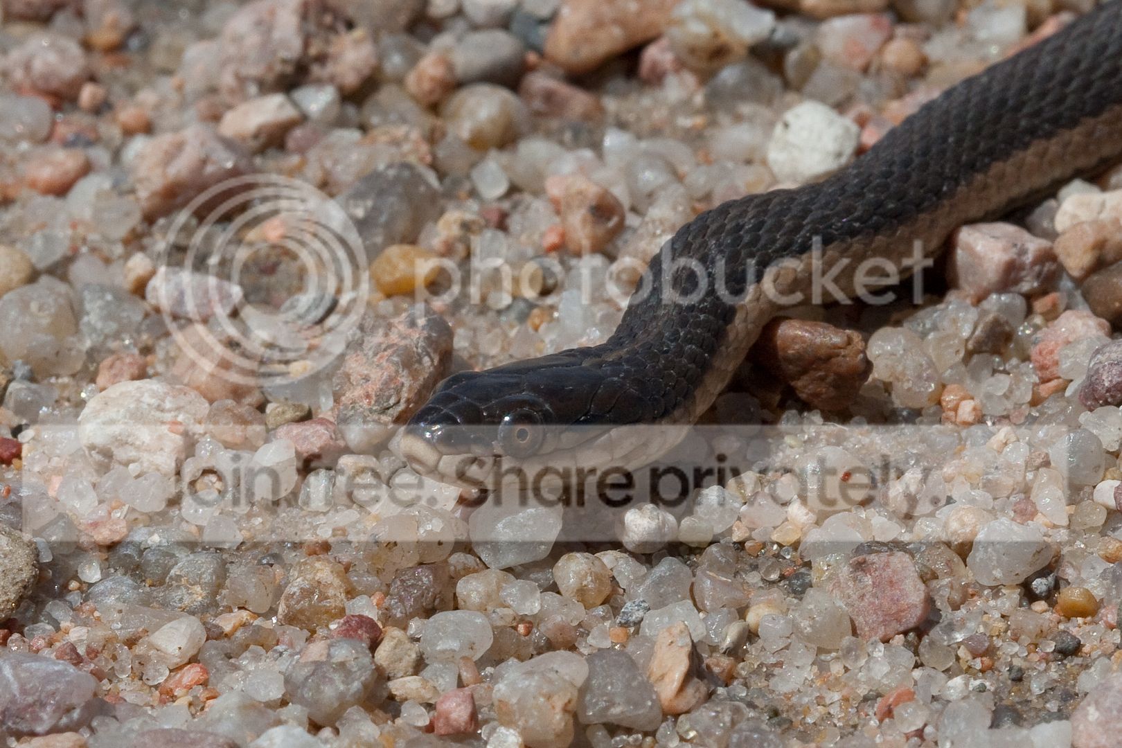 Crayfish Snakes Field Herp Forum